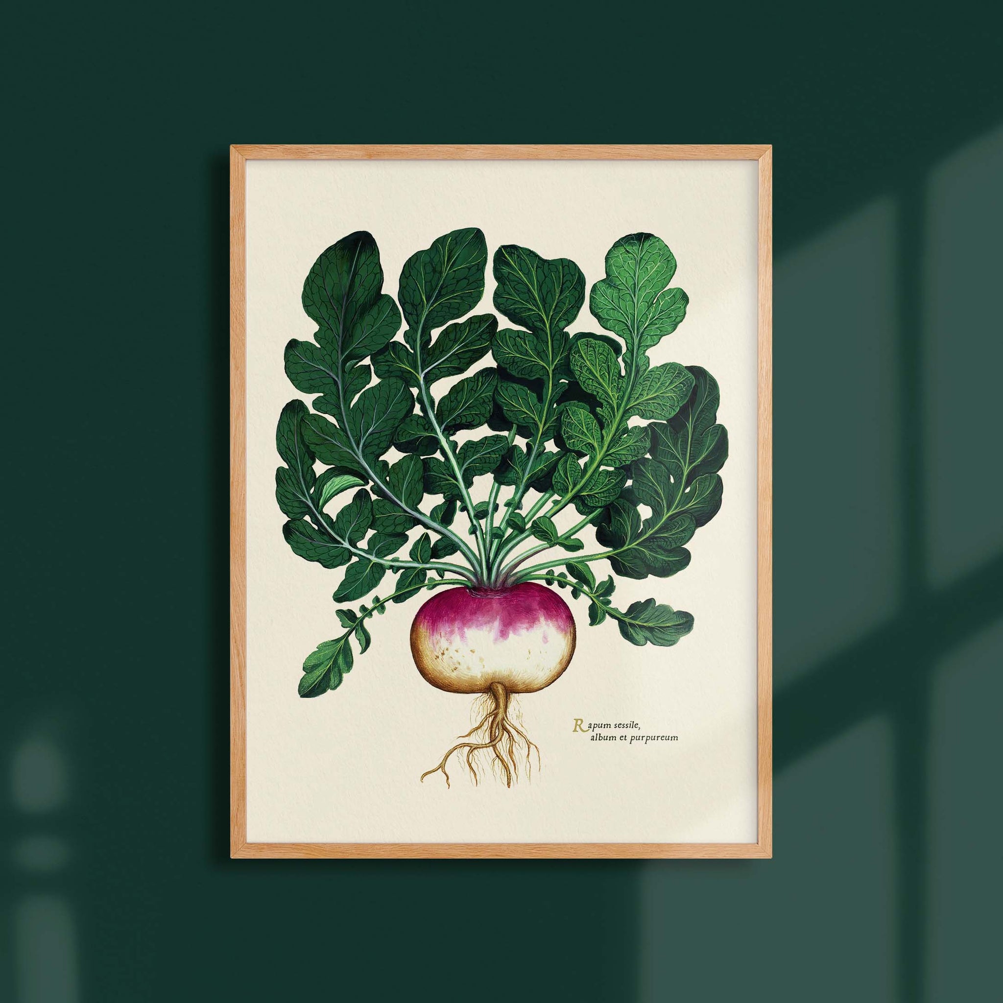 Planche botanique potager - Navet blanc globe à collet violet