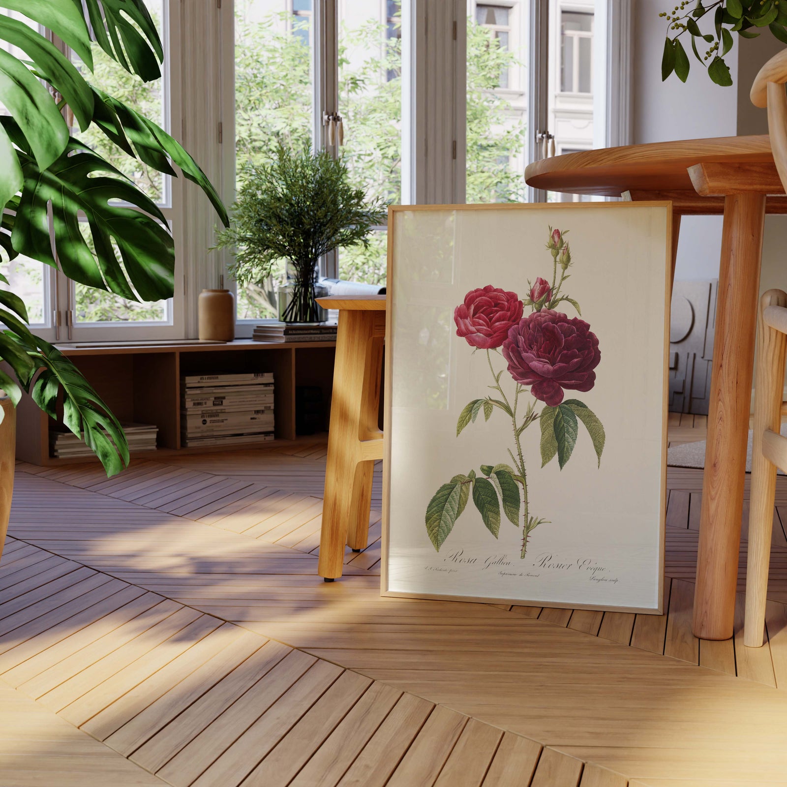 Planche botanique - Rosier de Cels